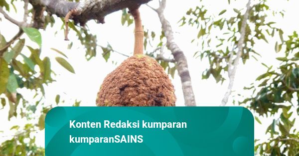 Ini Dia Durian Gundul tanpa Duri Asli Lombok, Berbuah Setelah 12 Tahun | kumparan.com